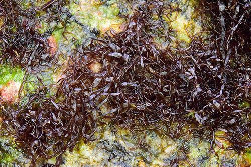 Seaweed.ie :: Catenella caespitosa