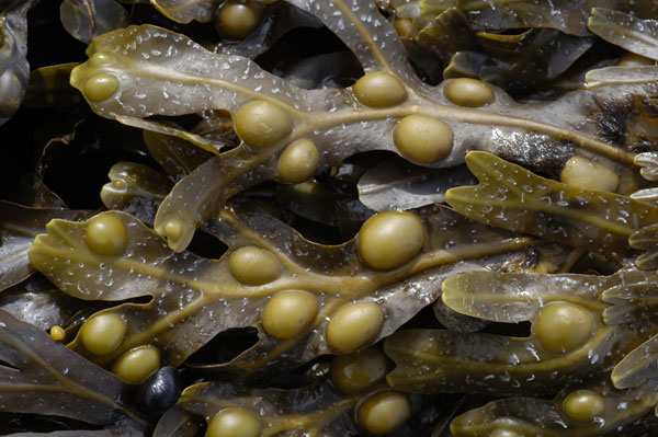 fucus - JungleKey.fr Image #200