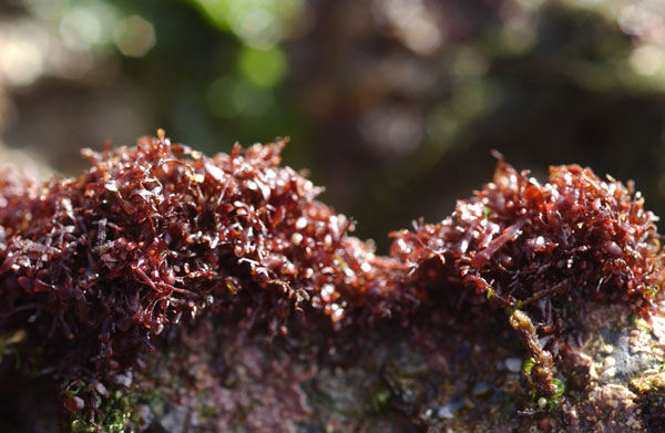 Printable Flash Cards