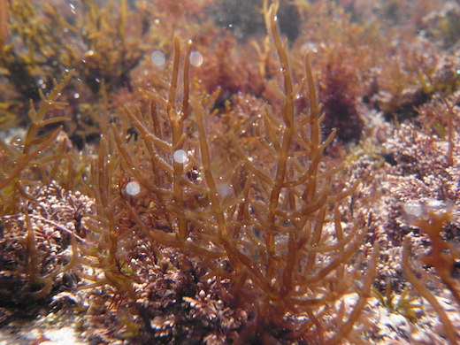 Chylocladia Verticillata Lightfoot Bliding