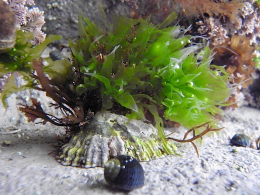 Seaweed.ie :: Chlorophyta