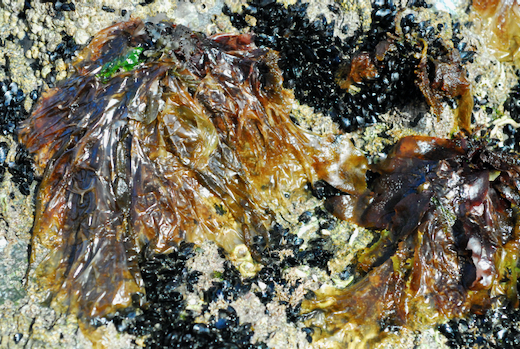 Seaweed descriptions and pictures