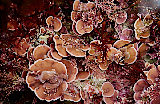 Seaweed descriptions and pictures