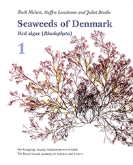 Seaweed.ie :: Information on marine algae