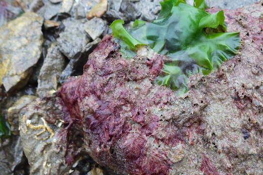 Pterothamnion plumula (J.Ellis) Nägeli